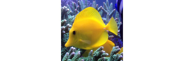 Doktorfische - Korallen-Outlet - Meerwasseraquaristik - Groß- & Einze