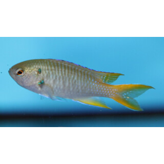Neopomacentrus nemurus - Korallen-Outlet - Meerwasseraquaristik - Gro ...