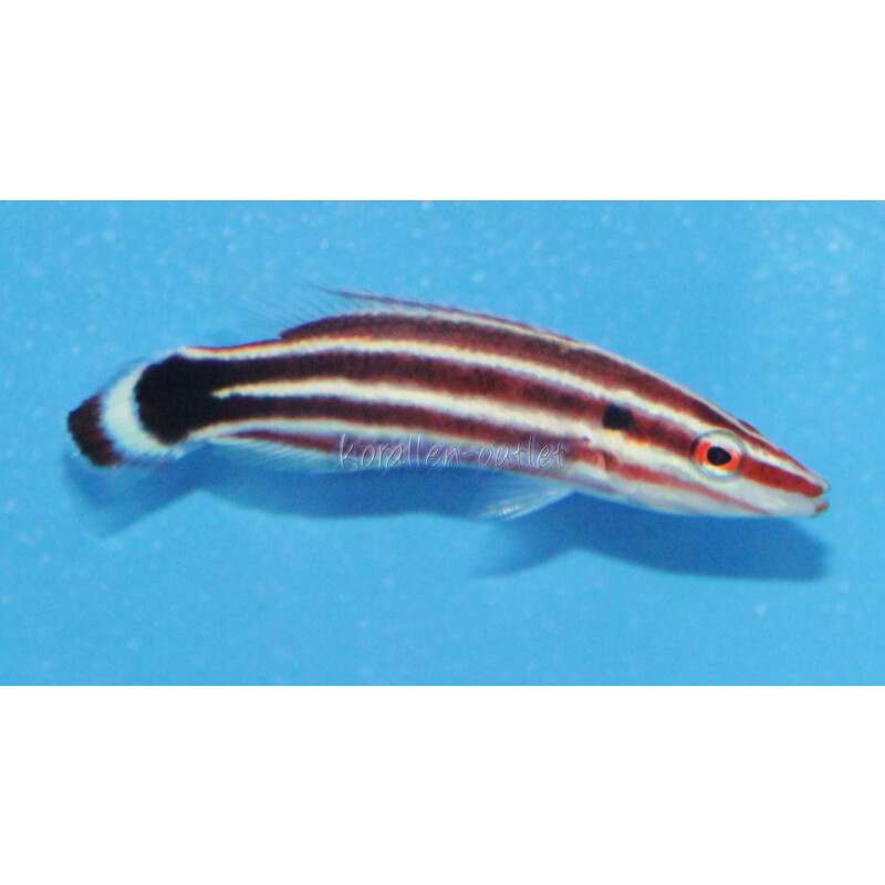 Bodianus opercularis - Blackspot hogfish, Candystripe hogfish, Red-st ...