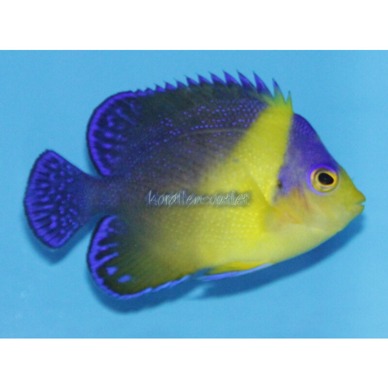 Centropyge venusta (Paracentropyge venusta) - Purplemask Angelfish ...