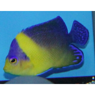 Centropyge venusta (Paracentropyge venusta) - Purplemask Angelfish ...