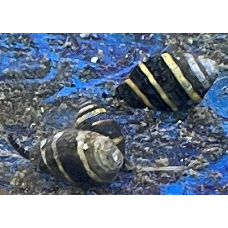 Das Korallen-Outlet - Ihr Spezialist für Meerwasseraquaristik