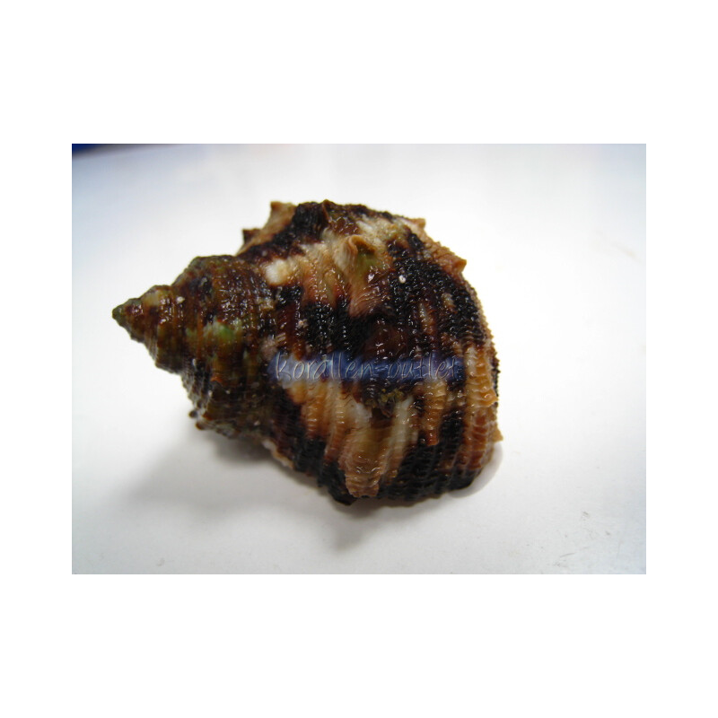 Das Korallen-Outlet - Ihr Spezialist für Meerwasseraquaristik