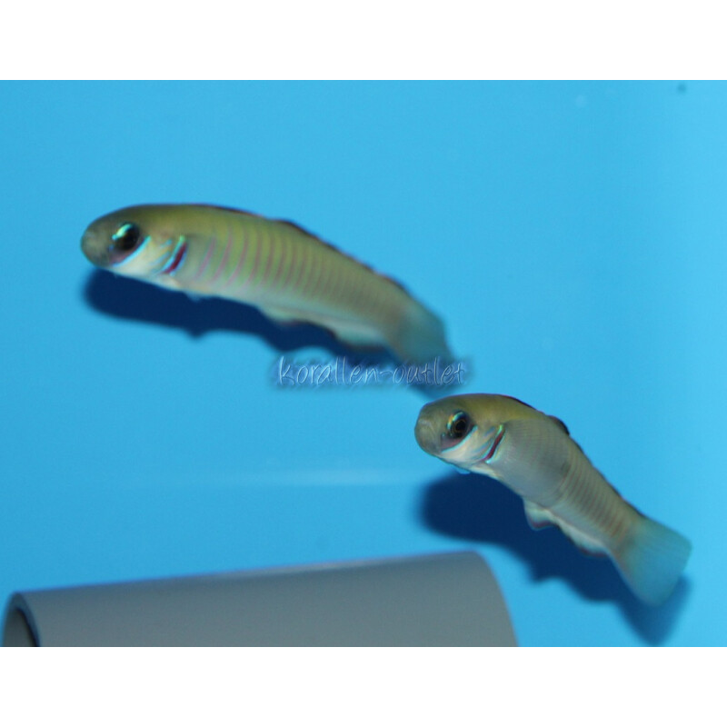 Ptereleotris zebra - Chinese zebra goby - Korallen-Outlet wholesale a ...