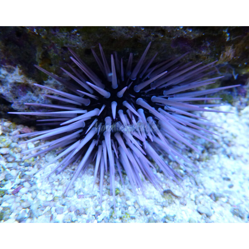 Echinometra mathaei - Rock-boring Urchin - Korallen-Outlet wholesale ...