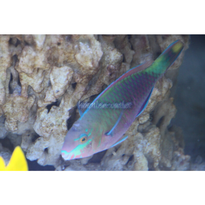 Scarus quoyi - Green parrotfish - Korallen-Outlet wholesale and retai ...