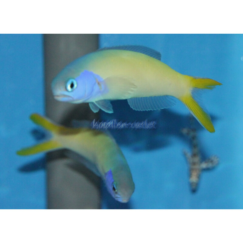 Hoplolatilus starcki - Bluehead Tilefish, Blue Jaw Tilefish - Koralle ...