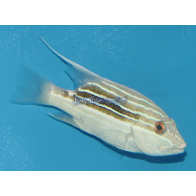 Symphorus nematophorus - Chinamanfish - Korallen-Outlet wholesale and ...