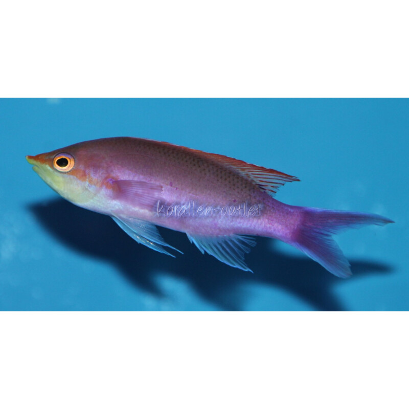 Pseudanthias (Mirolabrichthys) tuka - Yellowstriped fairy basslet - K ...