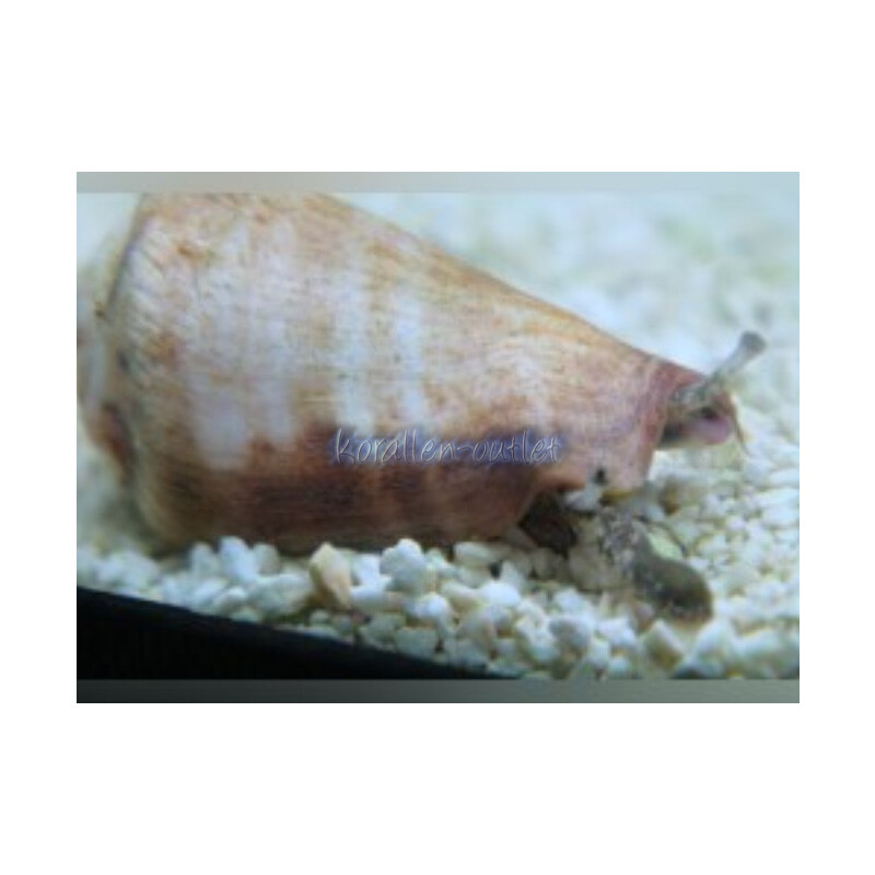 Das Korallen-Outlet - Ihr Spezialist für Meerwasseraquaristik