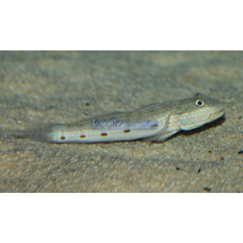 Valenciennea longipinnis - Long-finned goby - Korallen-Outlet wholesa ...