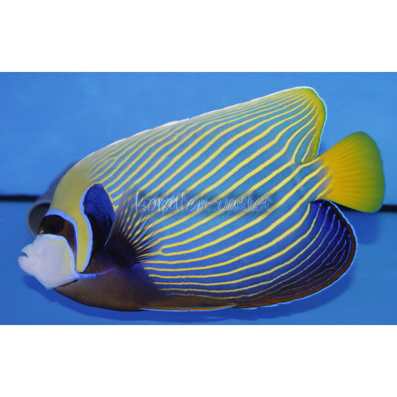 Pomacanthus imperator,Imperator-Kaiserfisch - Korallen-Outlet - Meerw ...