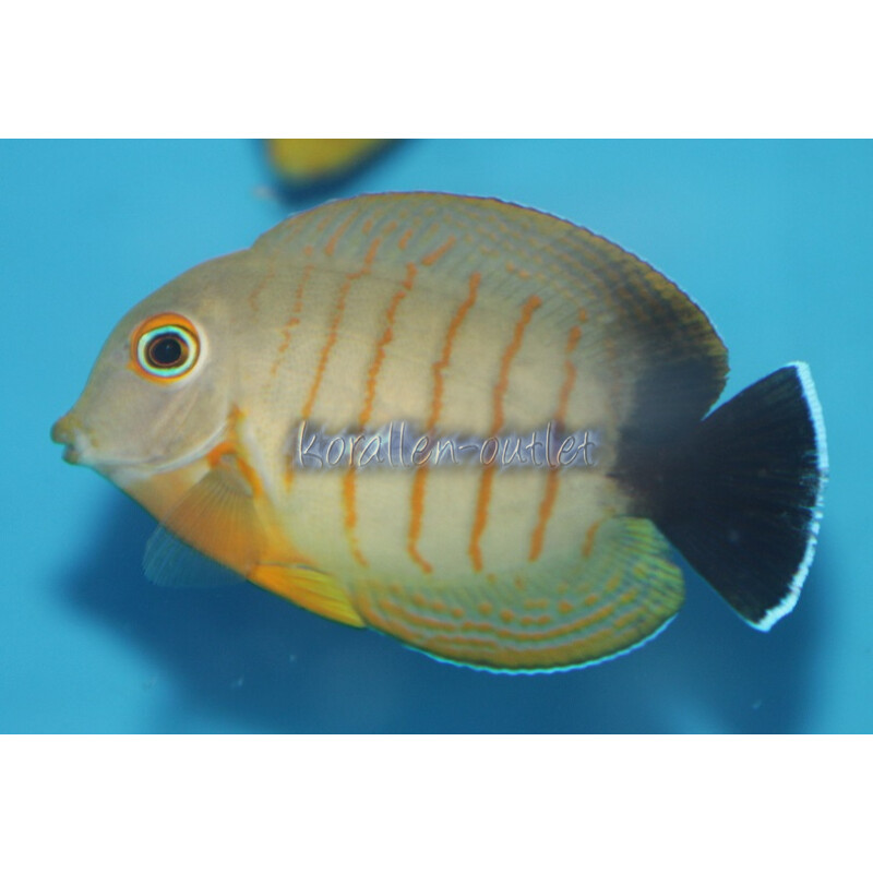 Acanthurus tristis - Indian Ocean mimic surgeonfish - Korallen-Outlet ...